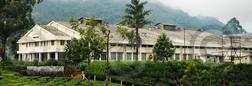 Evergreen Tea Factory